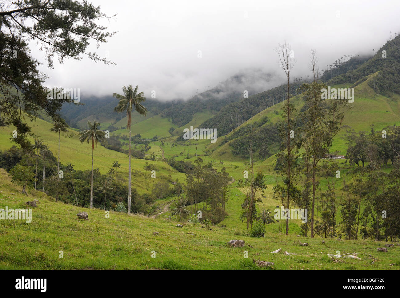 National wax palm trees of Salento, Colombia Stock Photo - Alamy