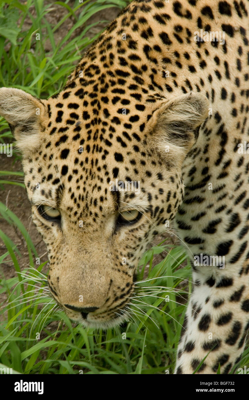 Male leopard at Mala Male game reserve South Africa Stock Photo - Alamy