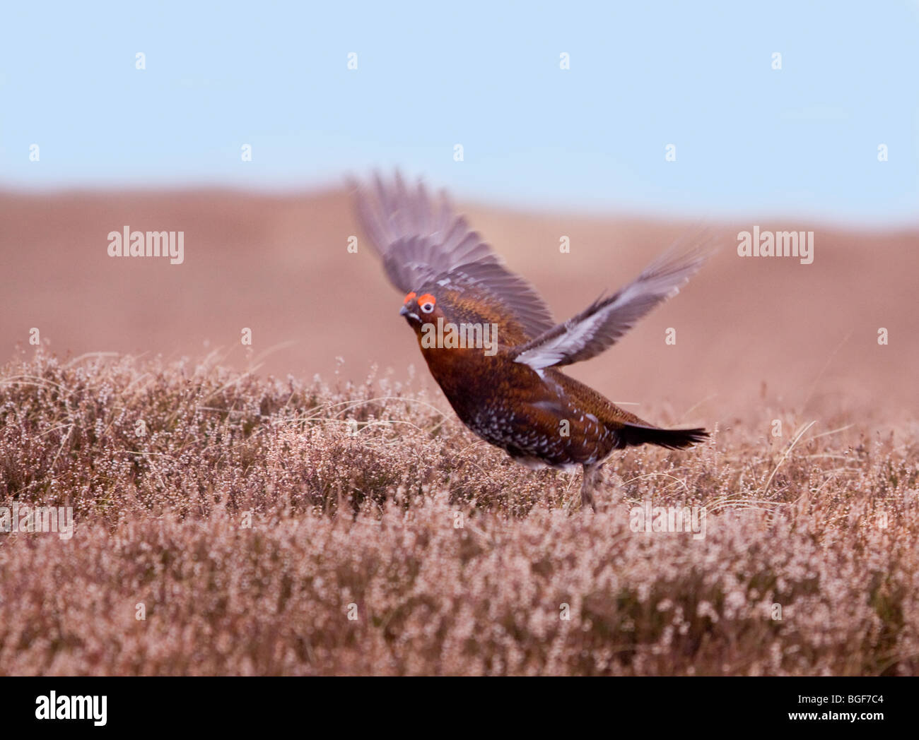Red Grouse in flight Stock Photo - Alamy