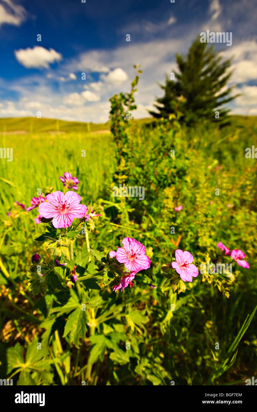 Alberta wild rose hi-res stock photography and images - Alamy