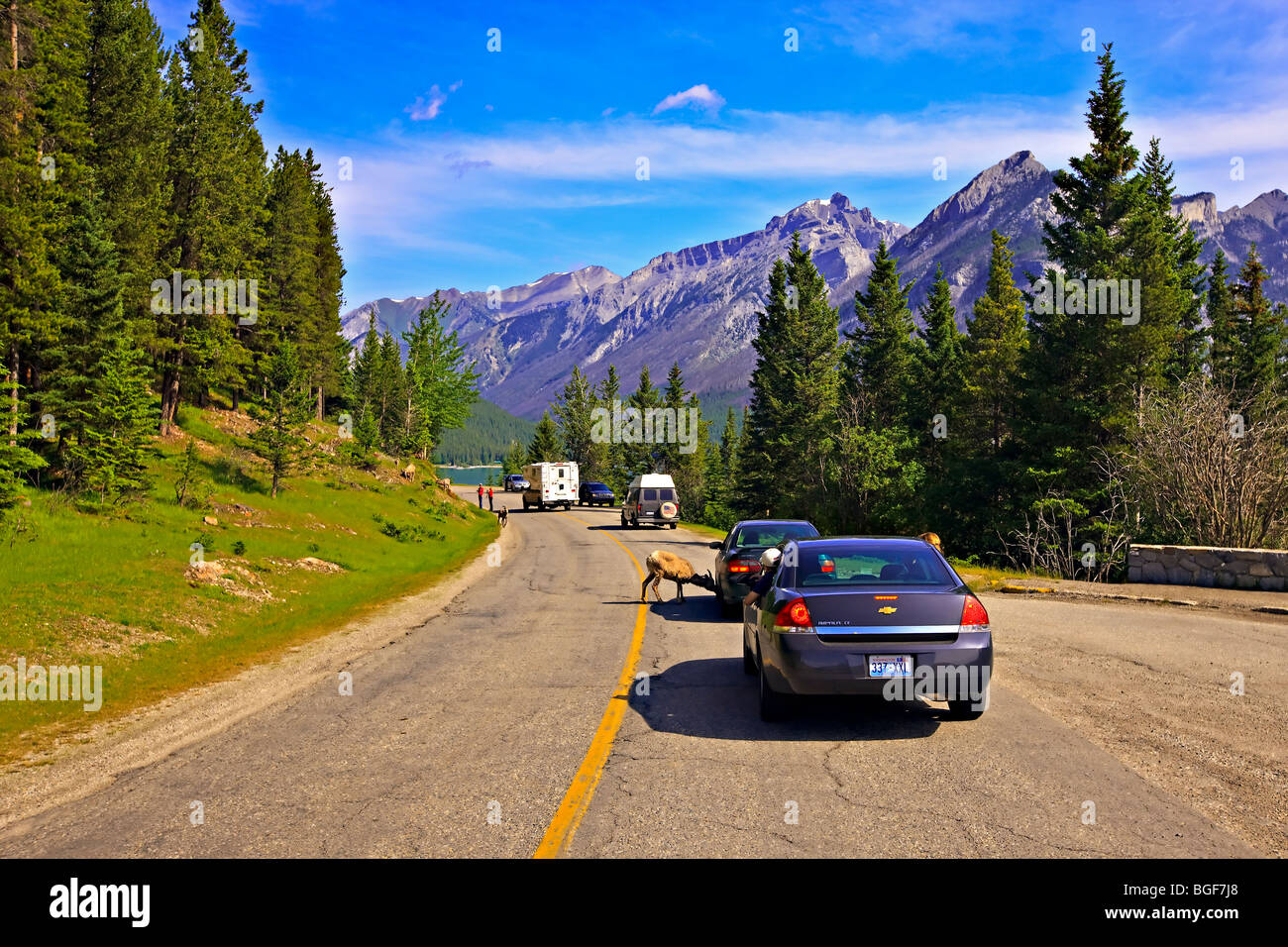 Mammals of banff national park hi-res stock photography and images - Alamy