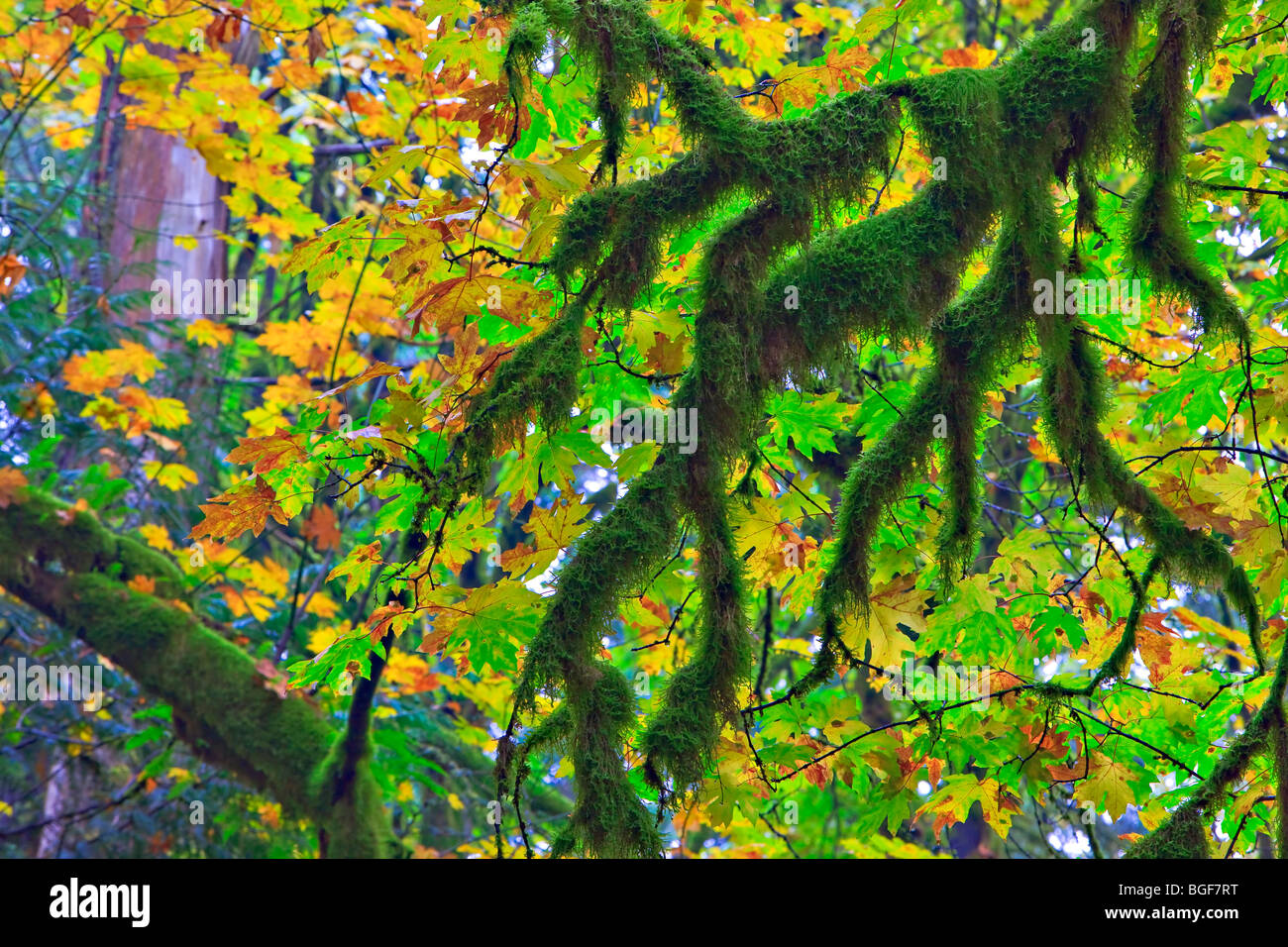 Moss covered branches and golden leaves during fall in the rainforest ...