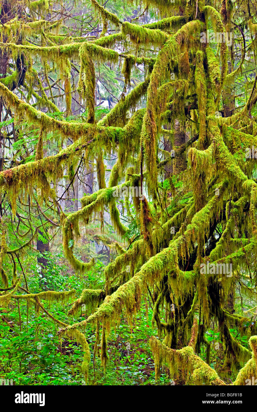 Draped in moss hi-res stock photography and images - Alamy