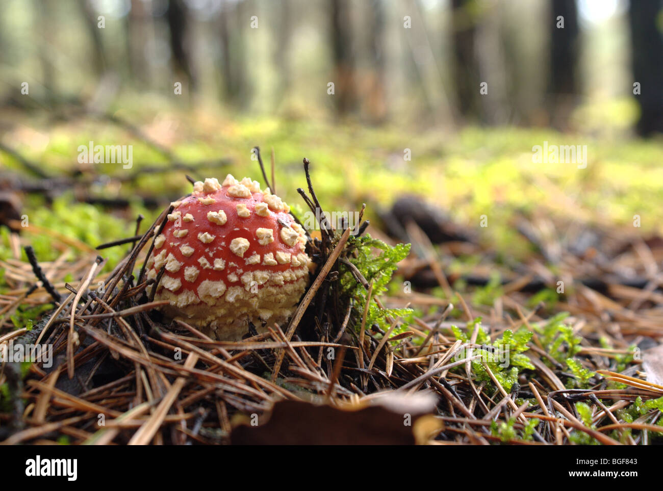 Muchomor hi-res stock photography and images - Alamy