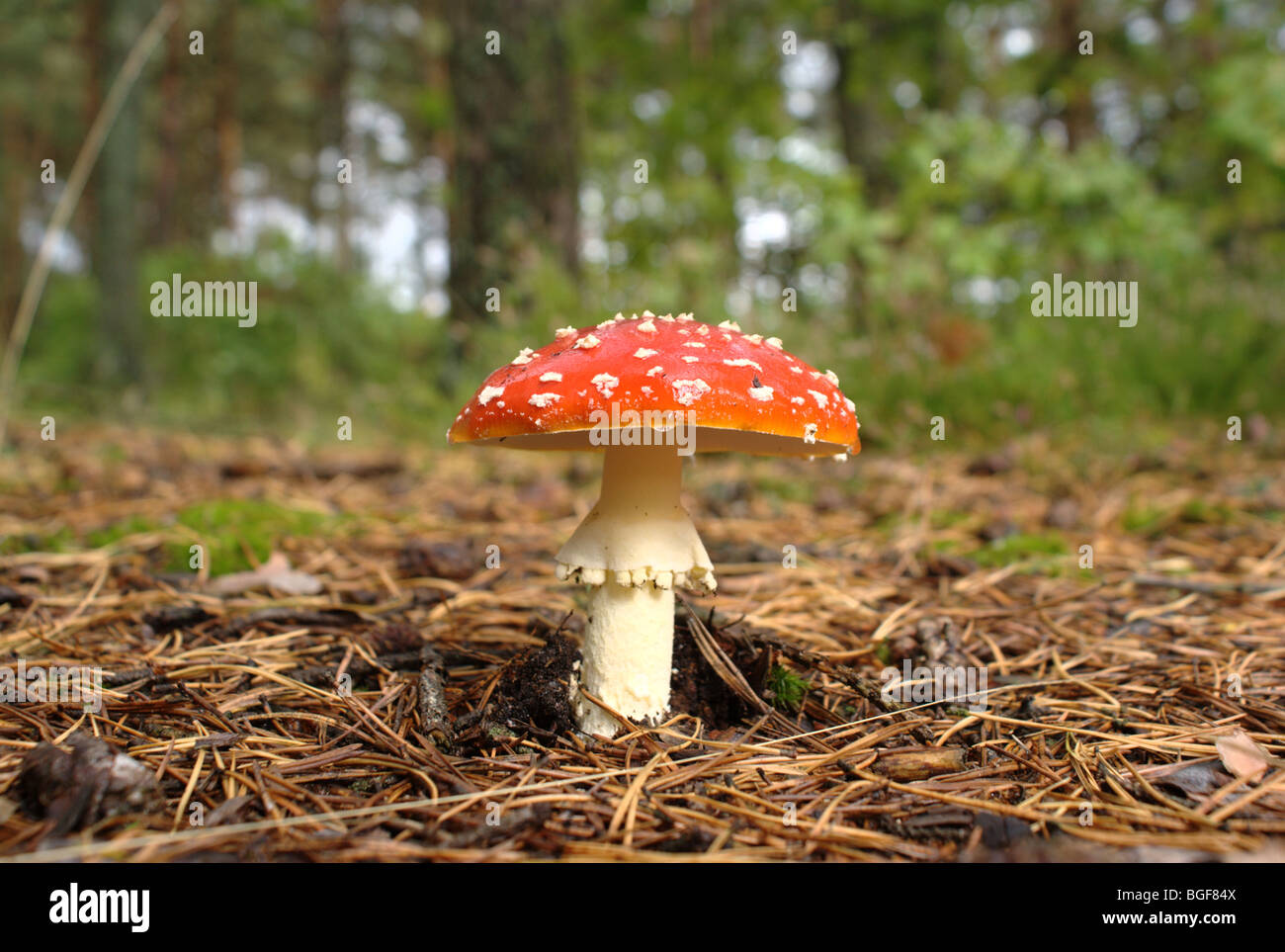 Muchomor hi-res stock photography and images - Alamy