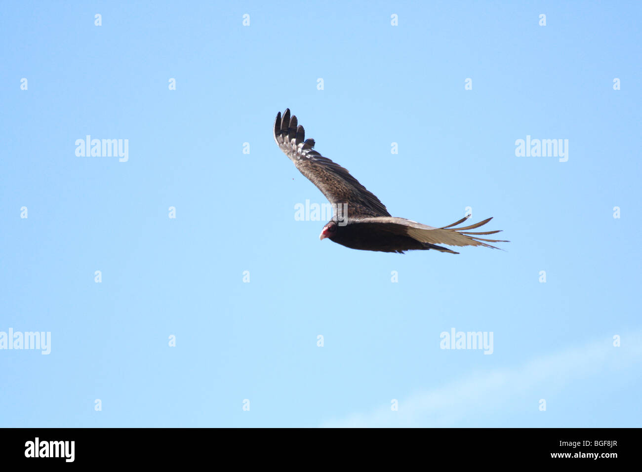 Turkey Vulture in-flight Stock Photo - Alamy