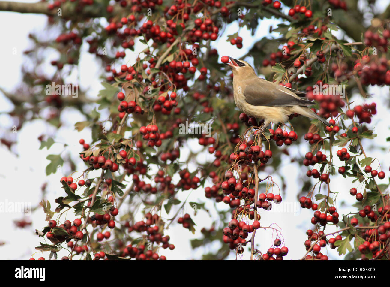 Cedar Waxwing eating a berry Stock Photo - Alamy