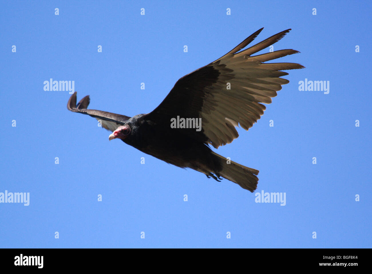 Vulture in flight hi-res stock photography and images - Alamy