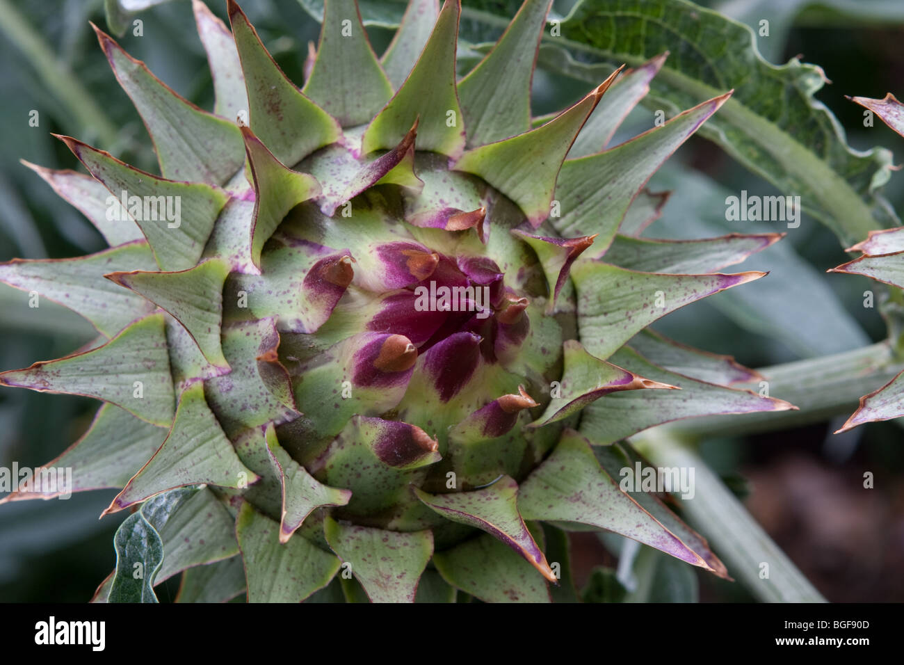 Cardoon Flower Head - Inside The Exotic Garden of Will Giles Stock ...