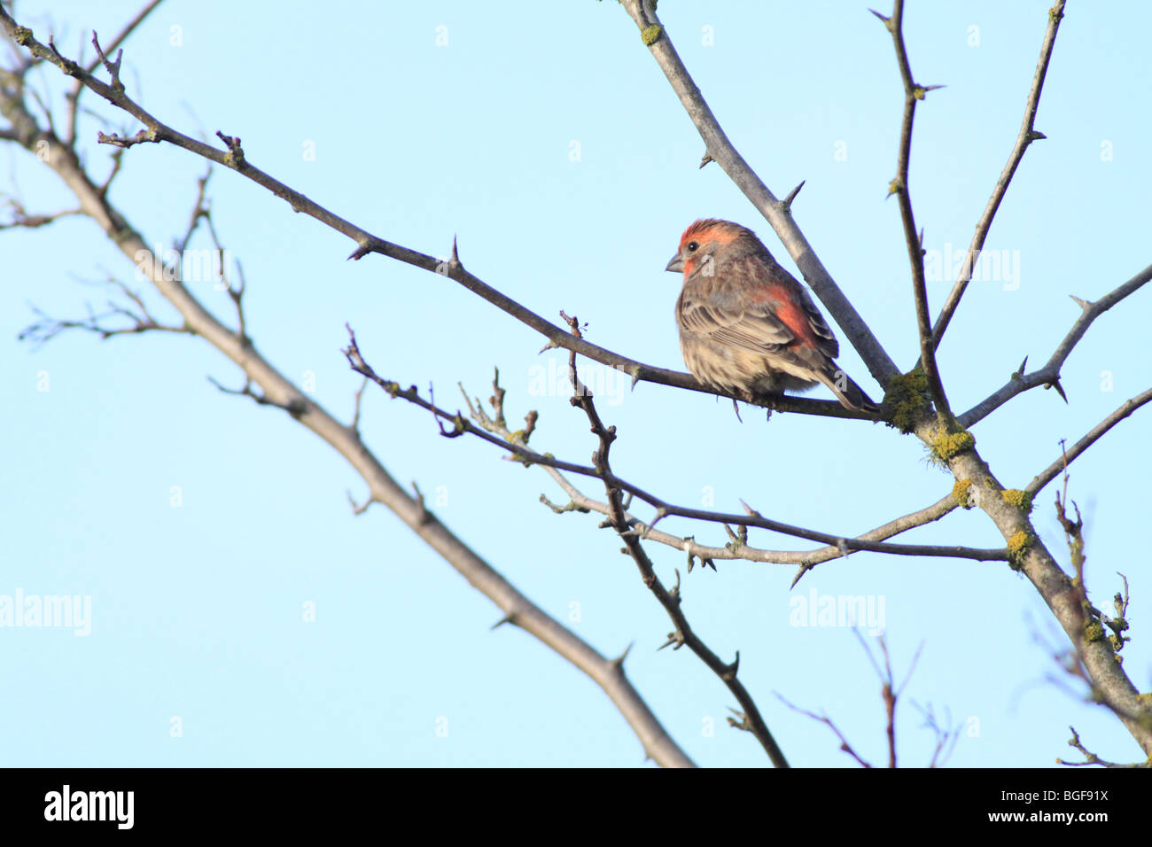 House Finch on a tree branch Stock Photo - Alamy