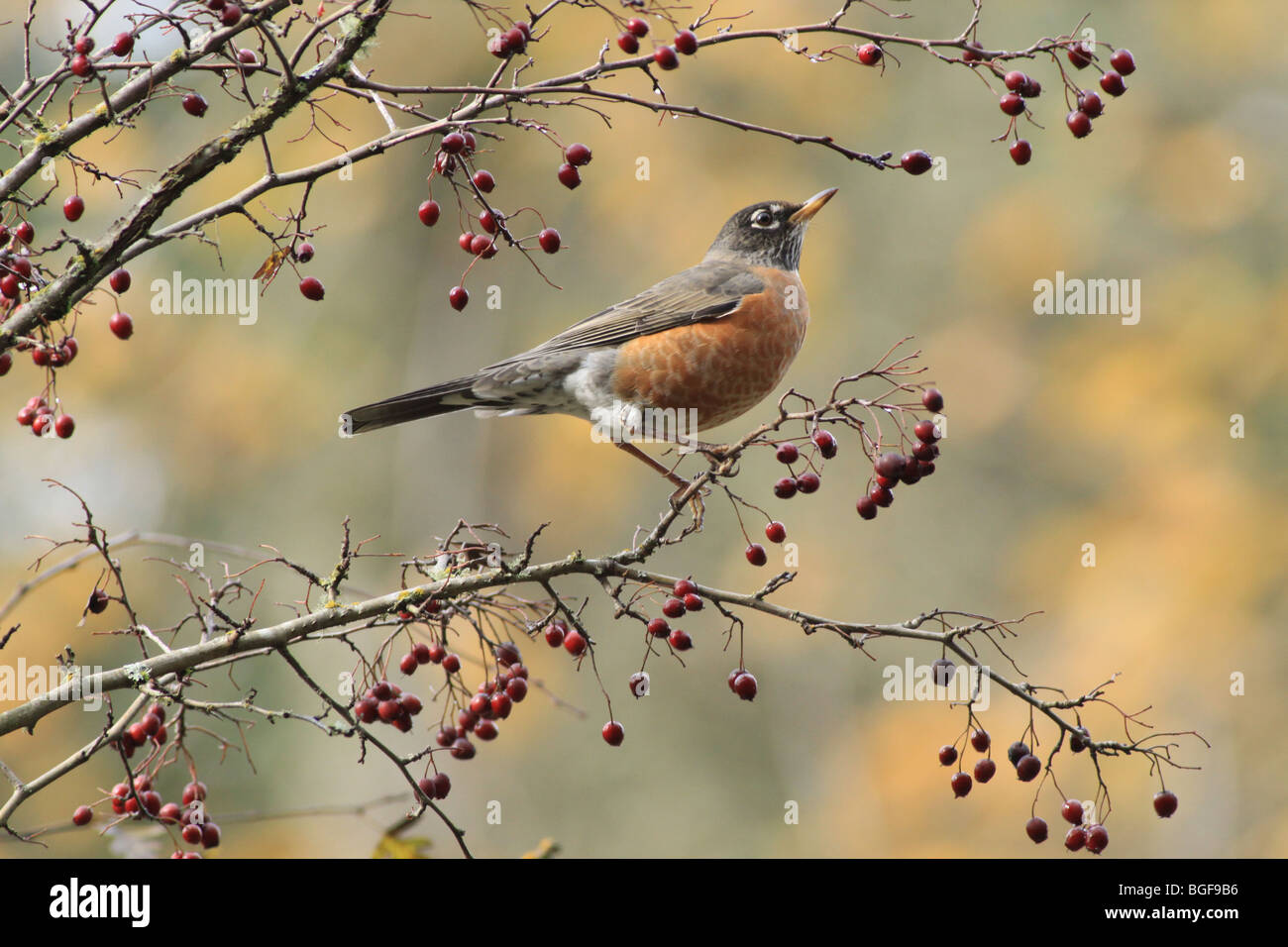 American robin on branch hi-res stock photography and images - Alamy