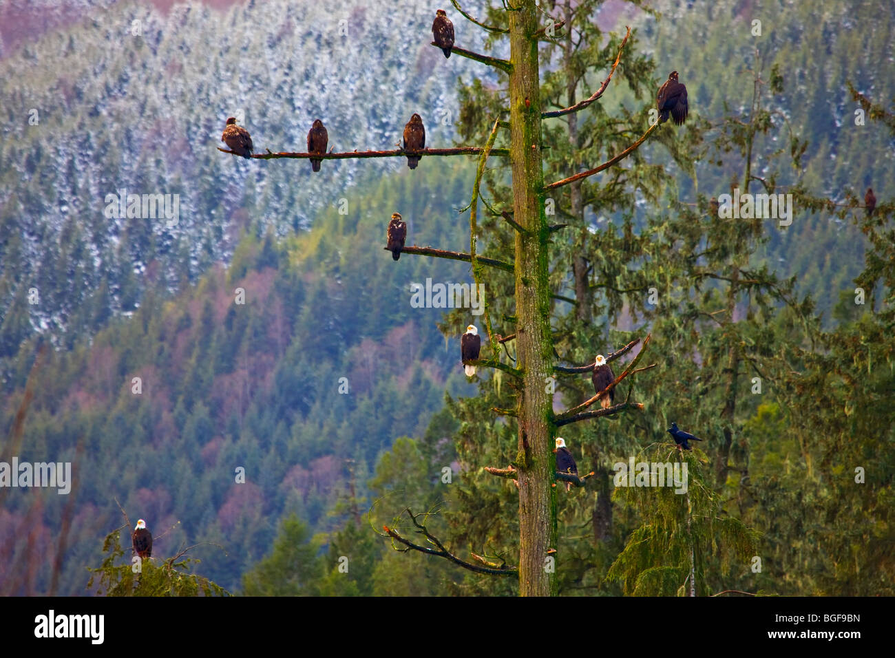 Bald eagles sitting in trees hi-res stock photography and images - Alamy