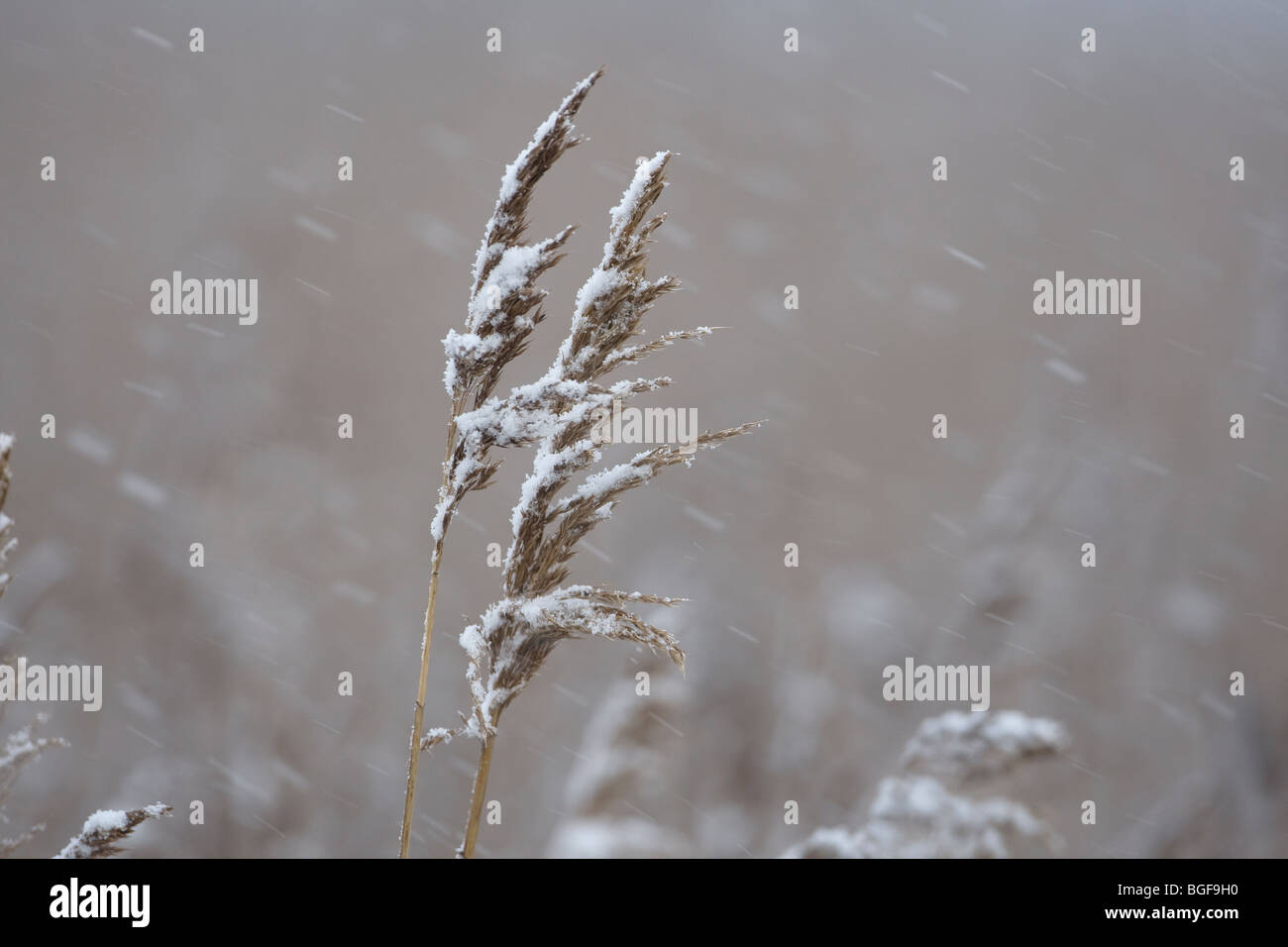 Norfolk reed phragmites hi-res stock photography and images - Alamy