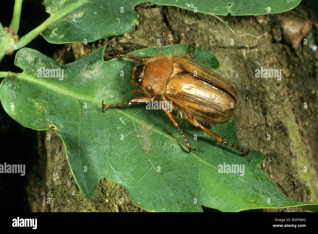 European june beetle hi-res stock photography and images - Alamy