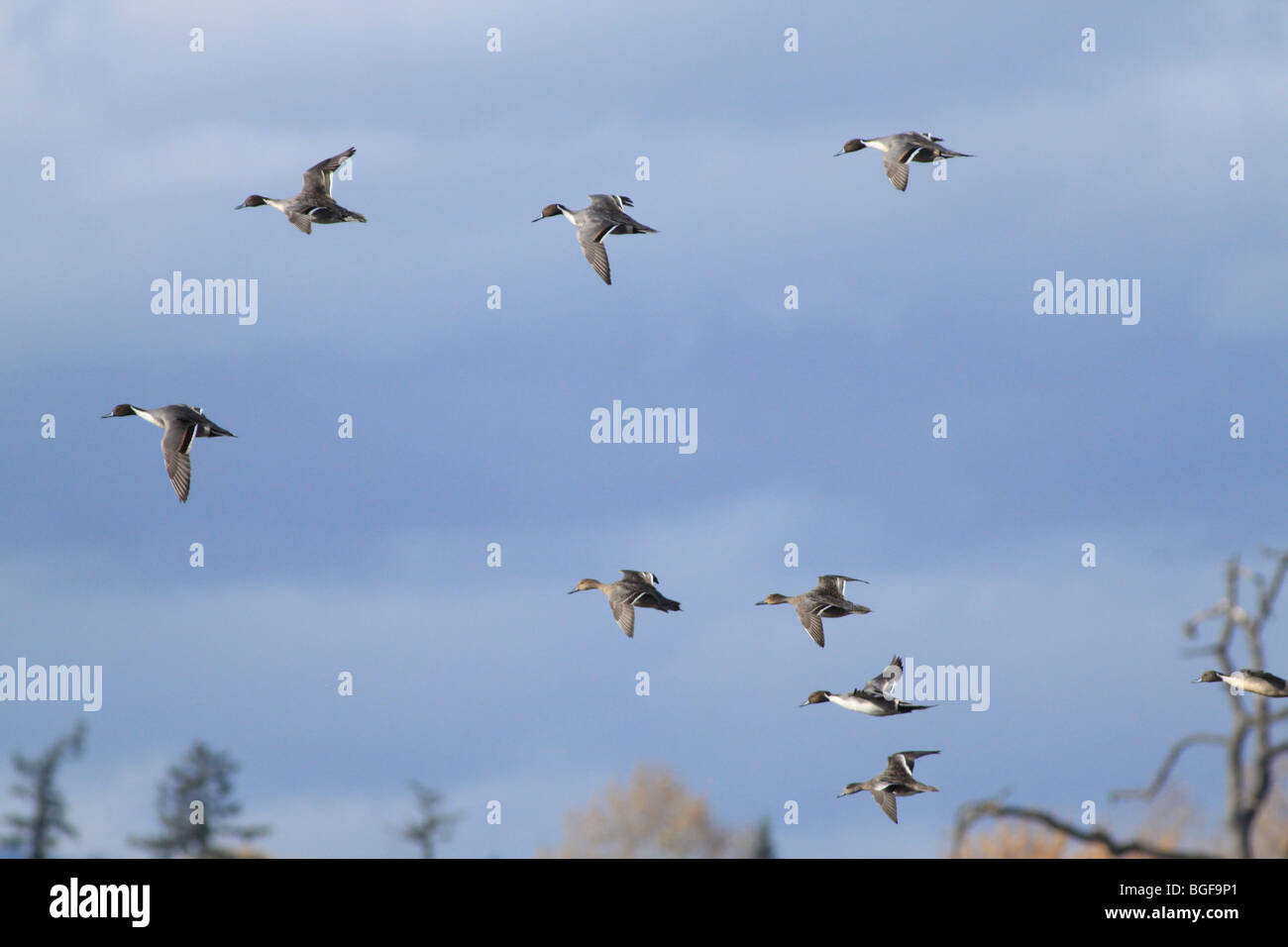 Northern Pintails in-flight Stock Photo - Alamy
