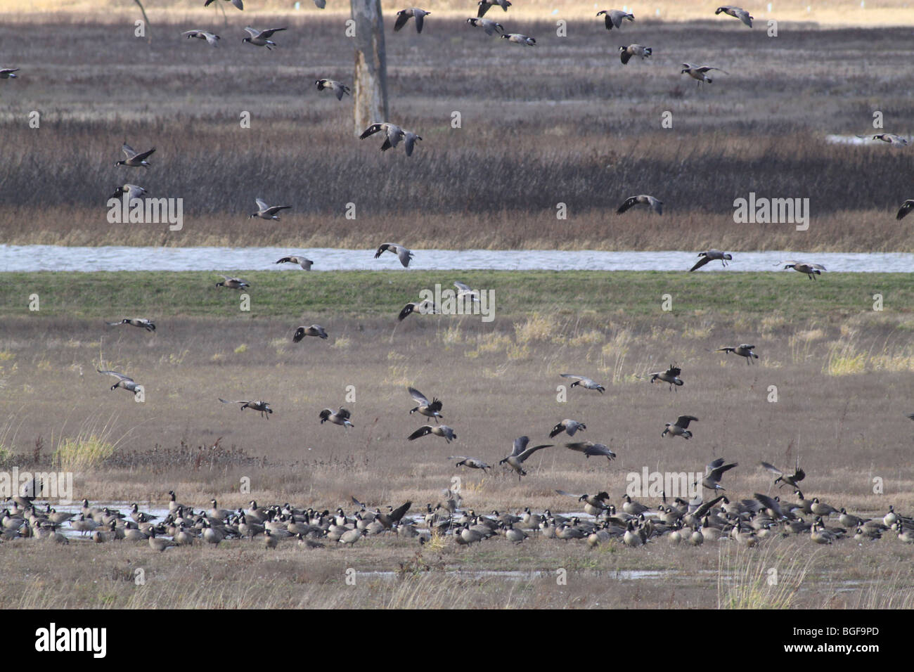 Canadian Geese landing in a grass field Stock Photo - Alamy
