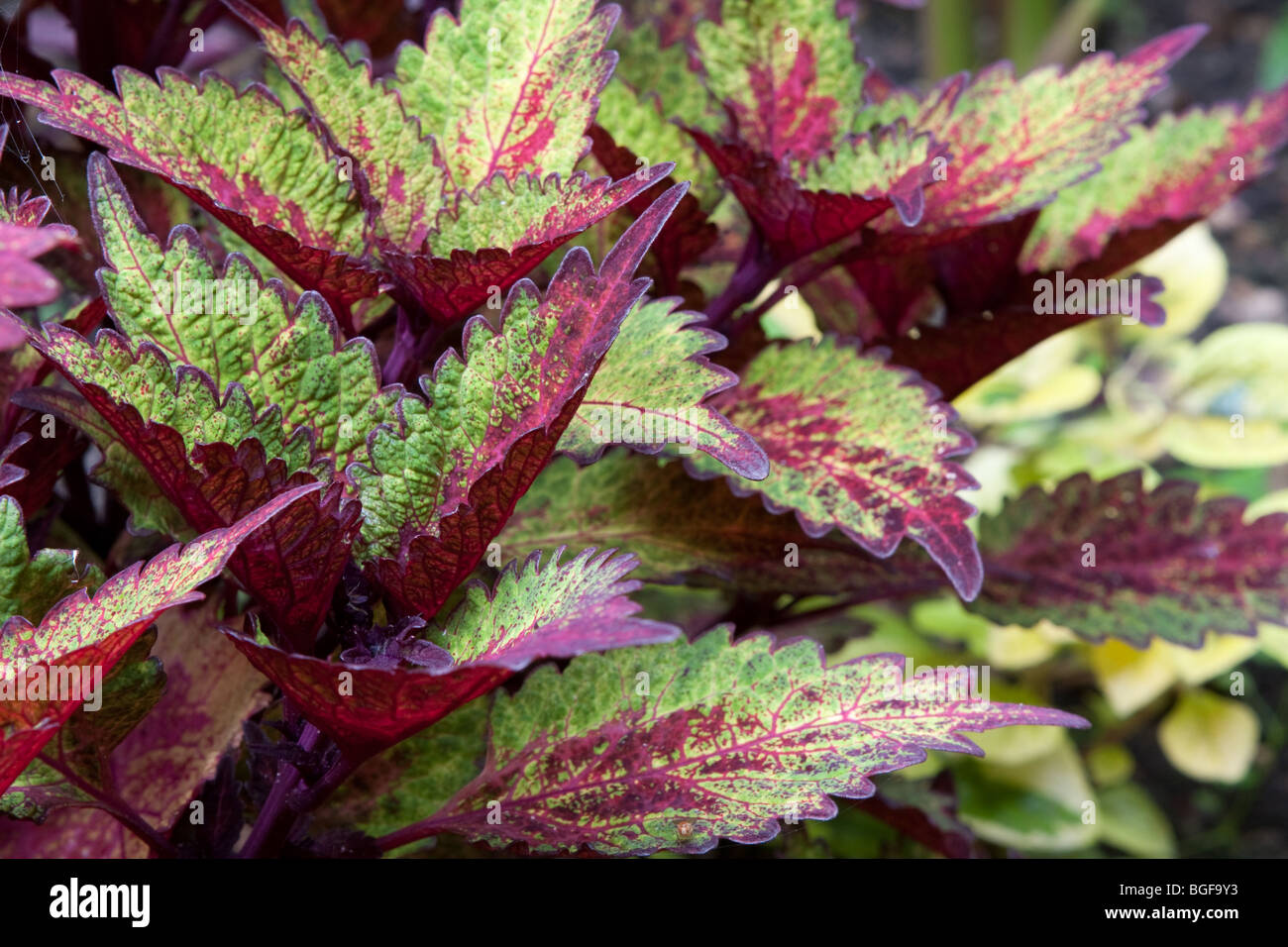 Solenostemon - Coleus or Painted Nettle plant detail Stock Photo - Alamy