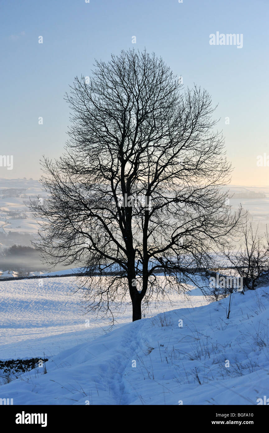 Tree and dry stone walls in snow. Kendal Fell. Kendal, Cumbria, England ...