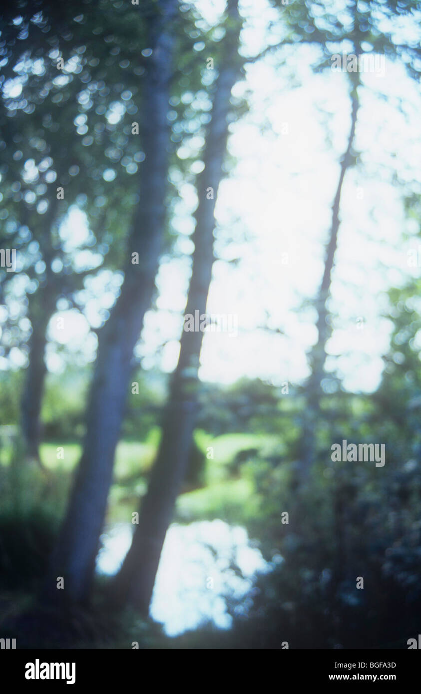 Impressionistic leafy summer glade of Black poplar or Populus nigra ...