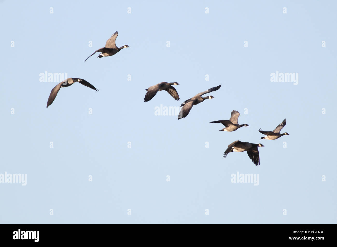 Canadian Geese in-flight Stock Photo - Alamy