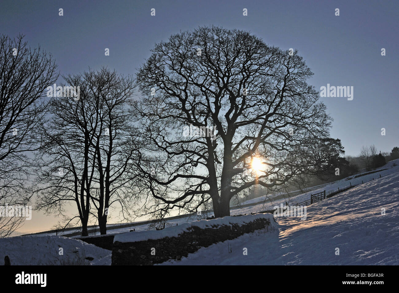 Trees in Winter sunshine with snow. Kendal, Cumbria, England, United ...