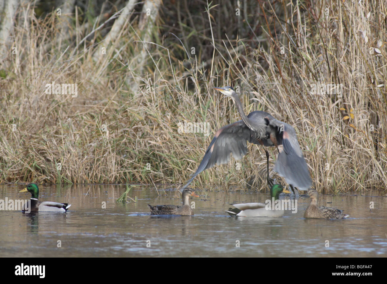 Great blue heron taking off in flight hi-res stock photography and ...
