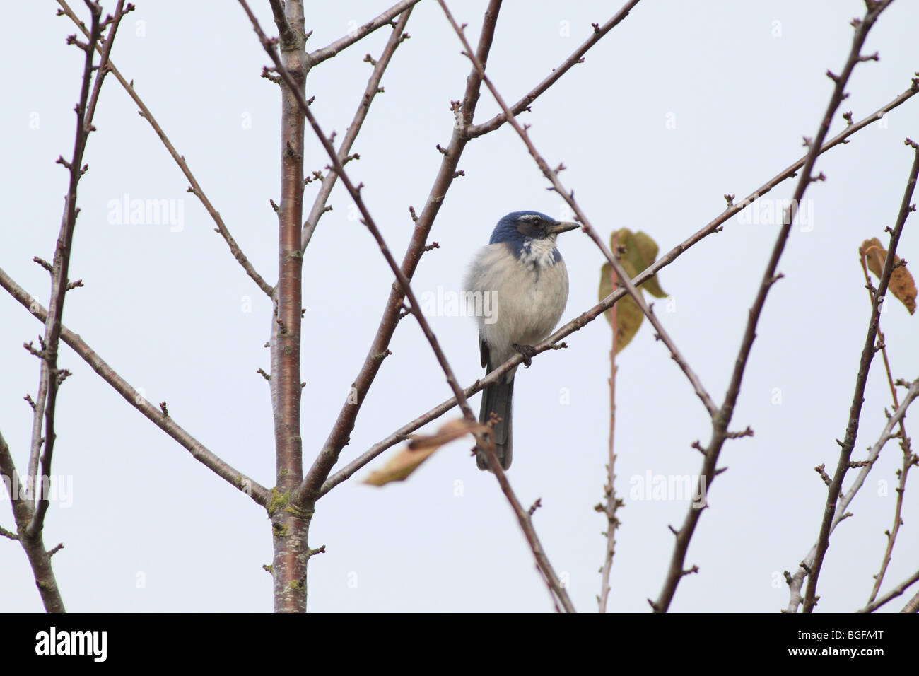 Western Scrub-Jay in Oregon Stock Photo - Alamy