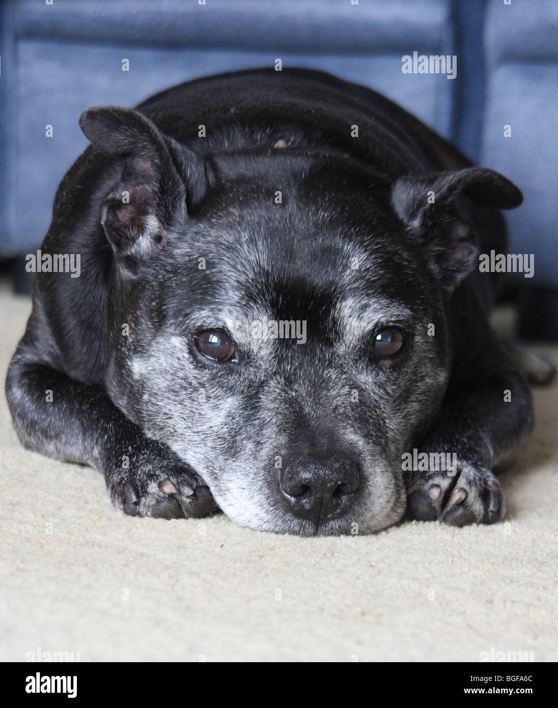 Old staffordshire terrier hi-res stock photography and images - Alamy