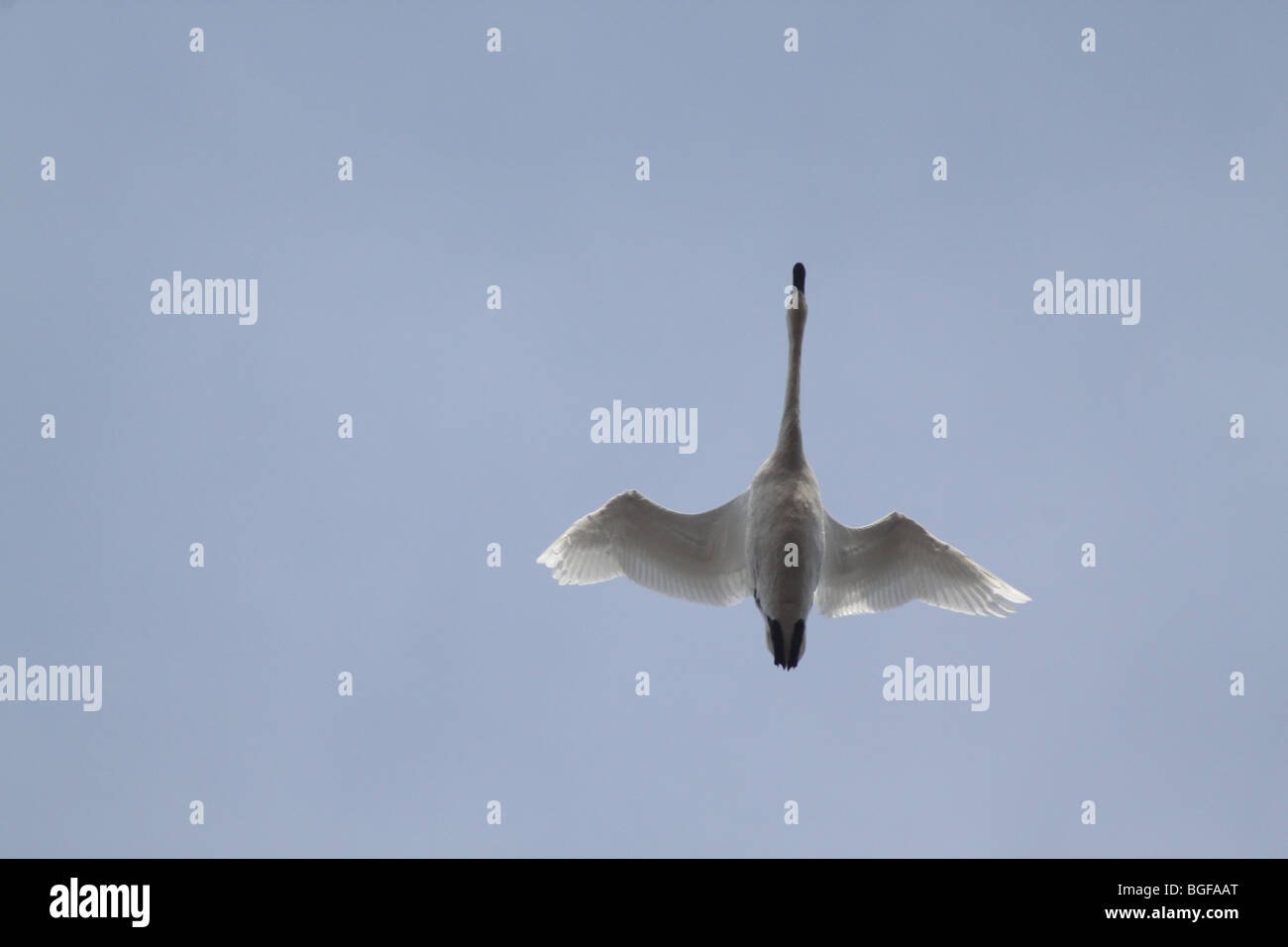 Swan in flight hi-res stock photography and images - Alamy