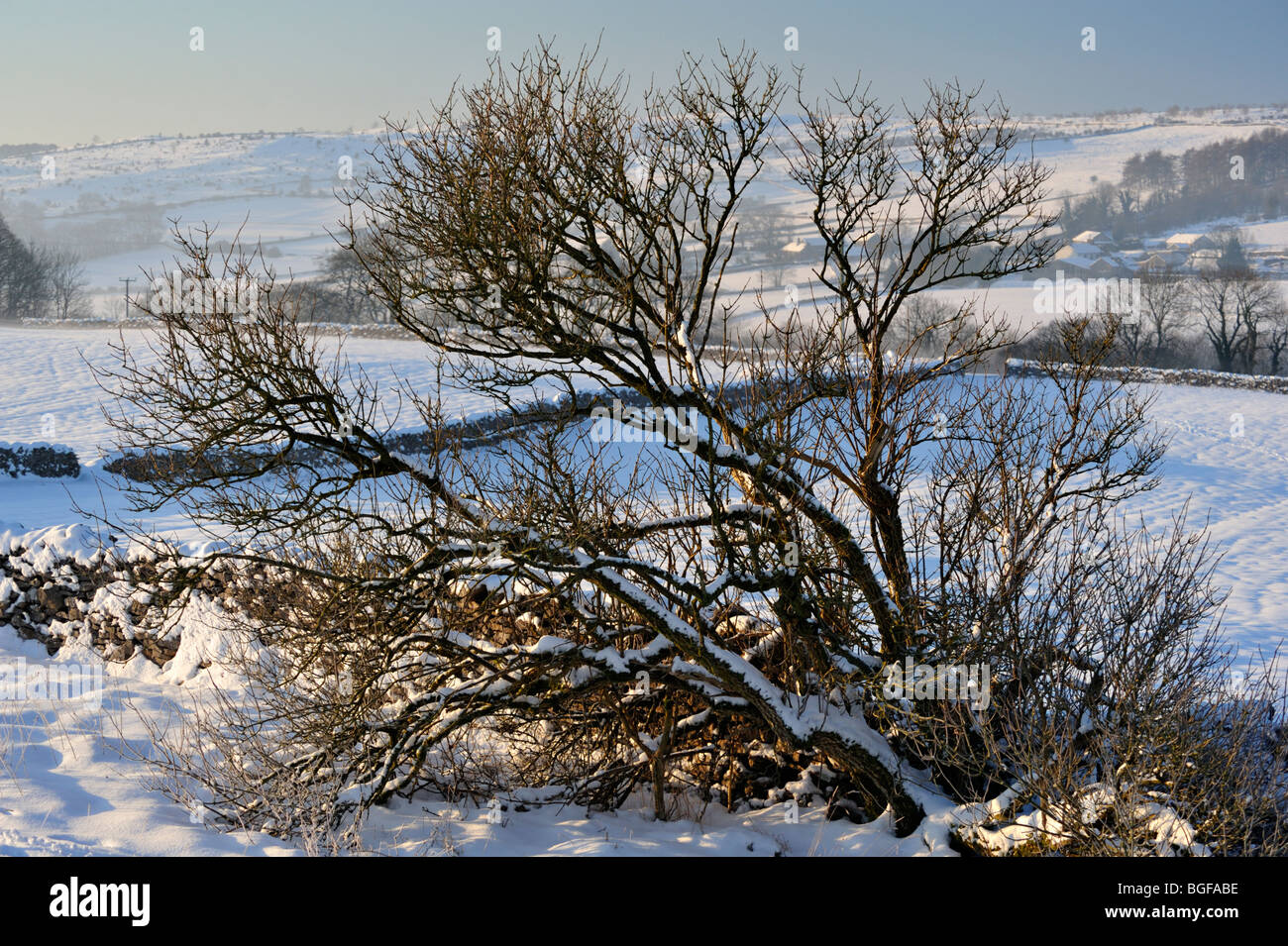 Tree and dry stone walls in snow. Kendal Fell. Kendal, Cumbria, England ...
