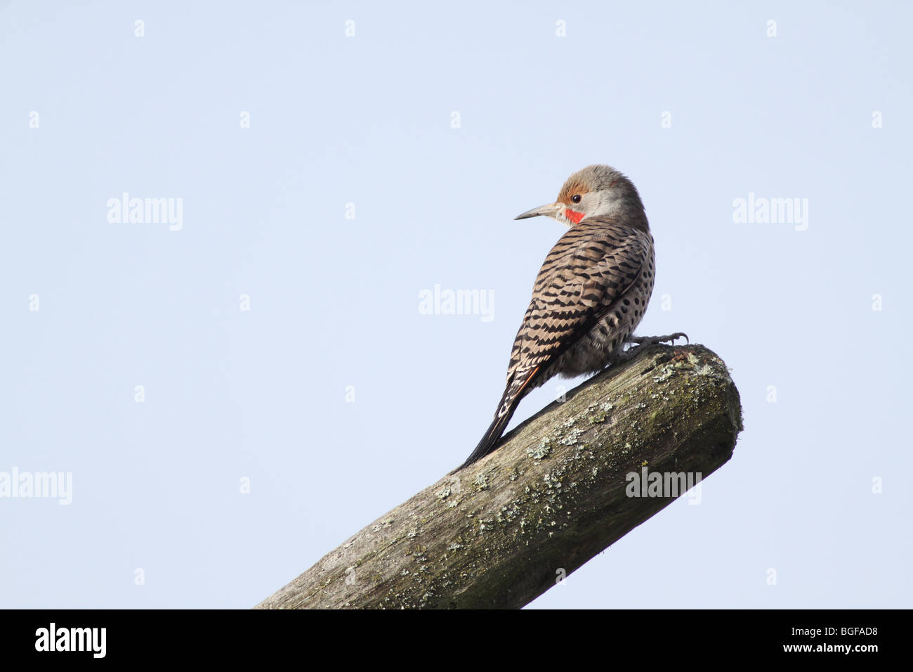 Northern Flicker on a perch Stock Photo - Alamy