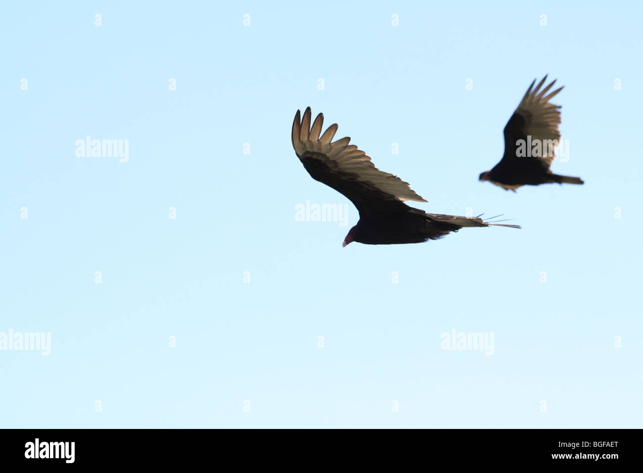 Turkey Vultures in-flight Stock Photo - Alamy