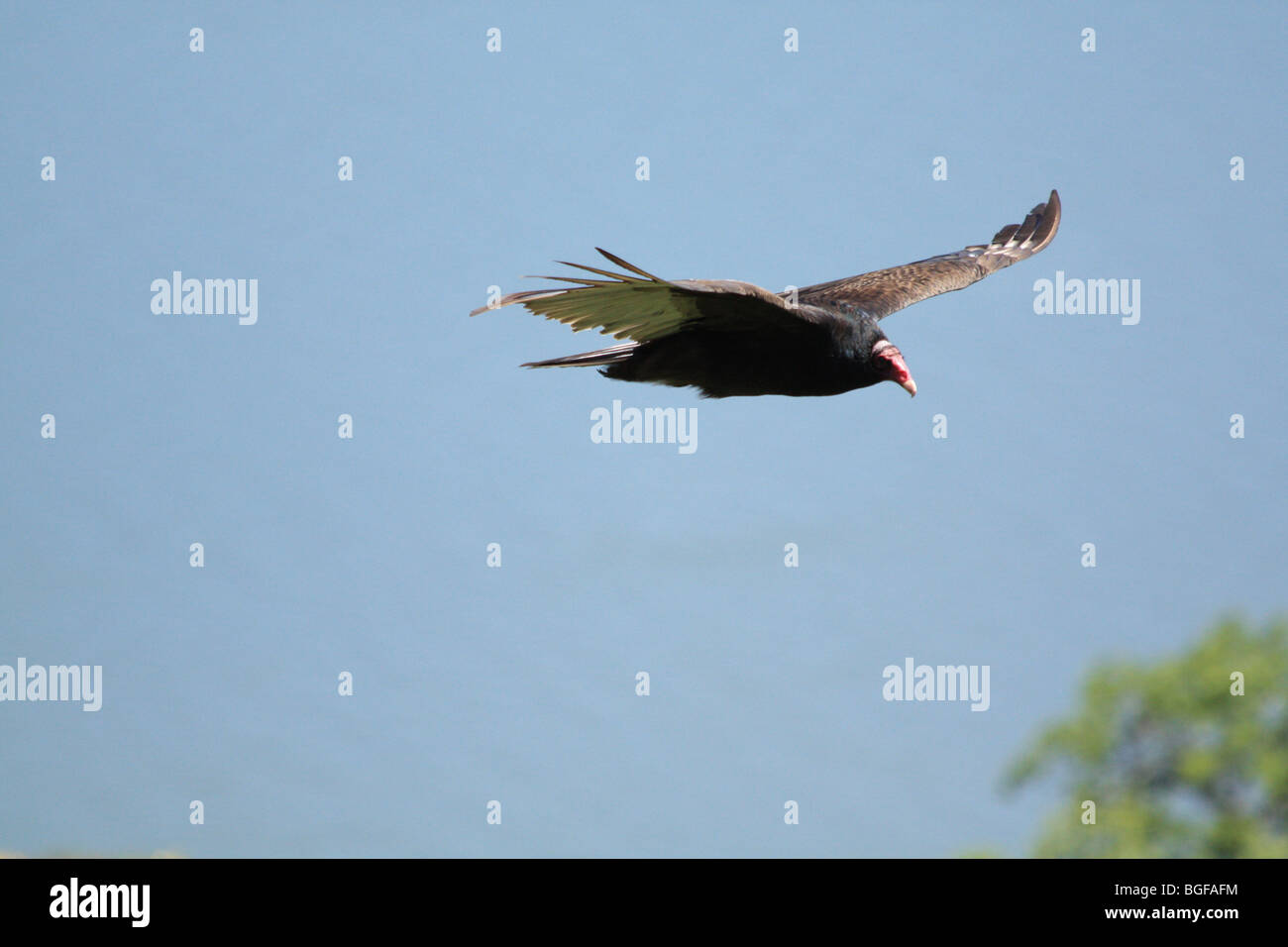Turkey Vulture in-flight Stock Photo - Alamy