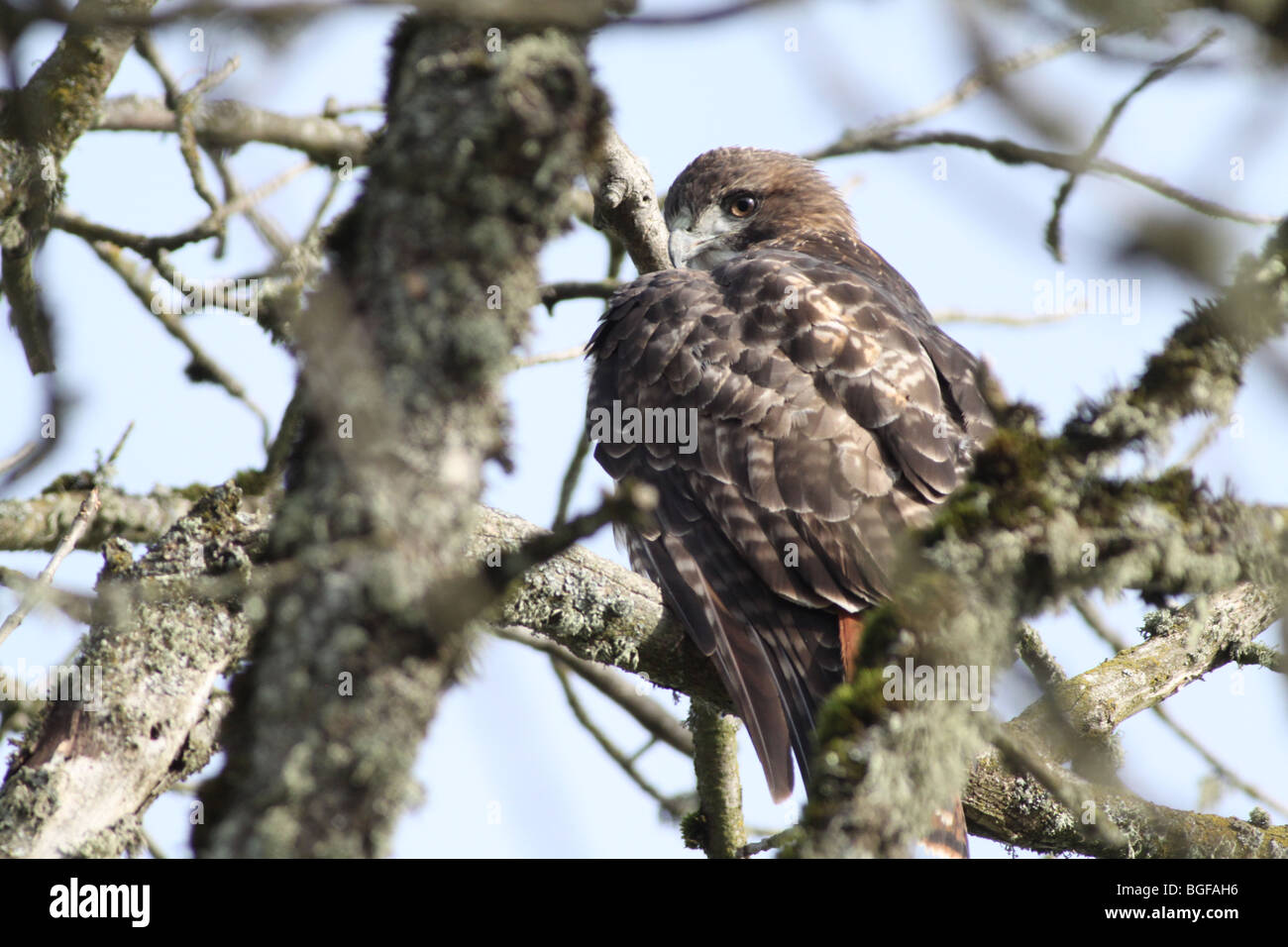 Red-tailed Hawk in a tree Stock Photo - Alamy