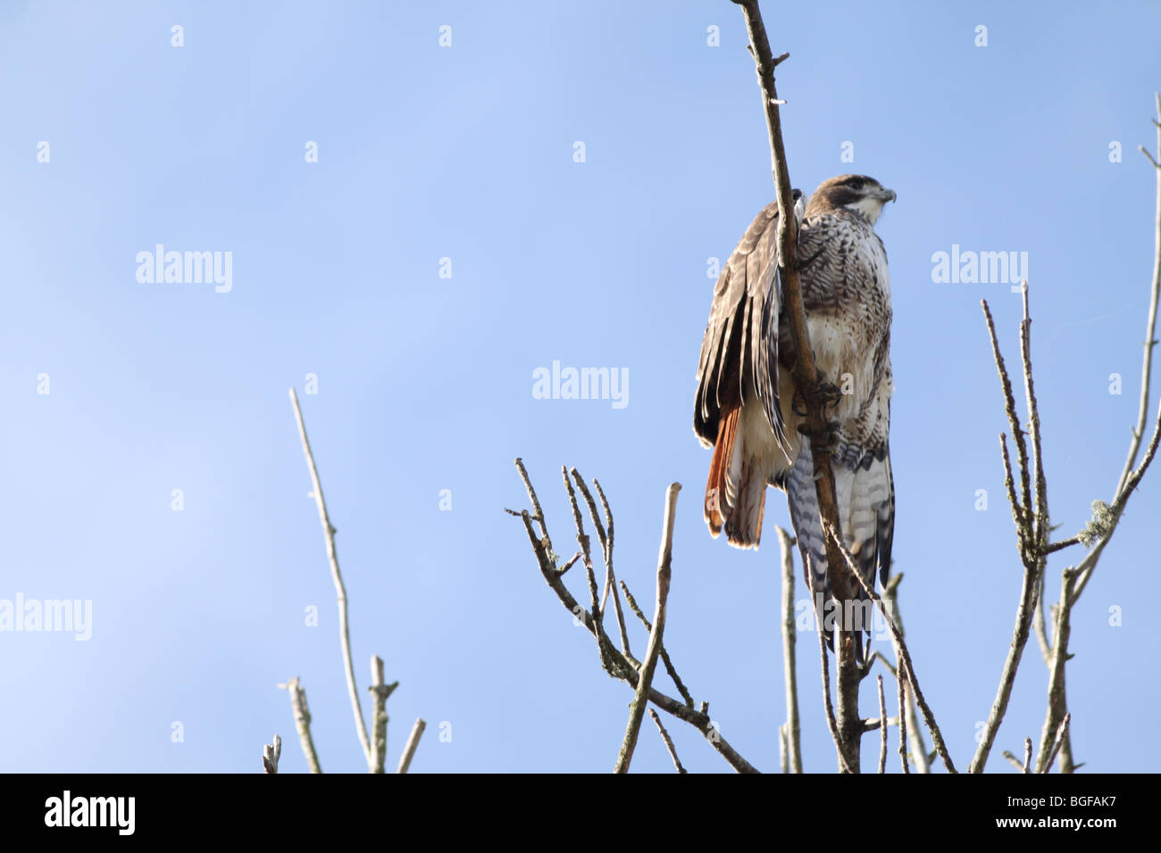 Red-tailed Hawk on a branch Stock Photo - Alamy