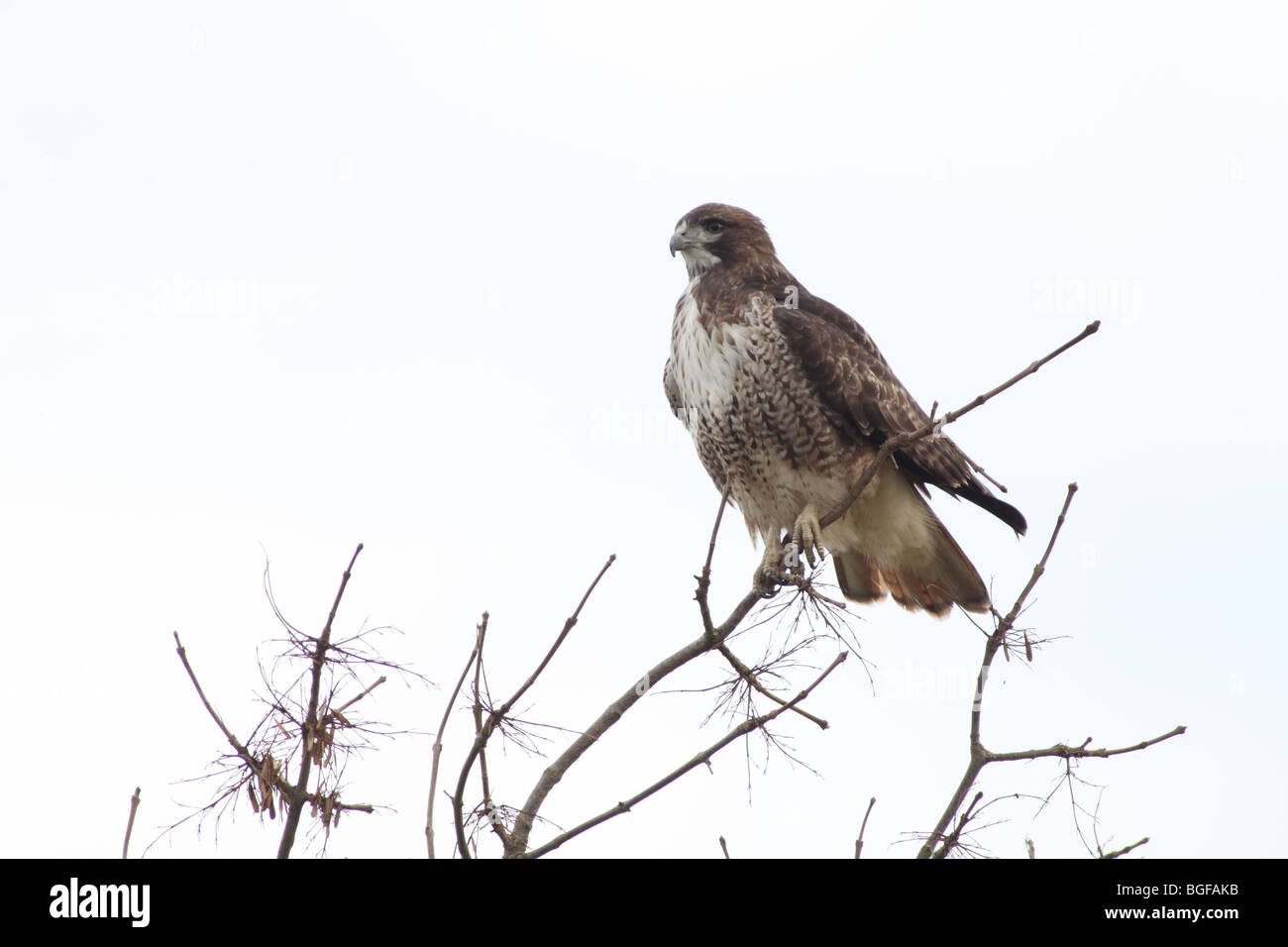 Red tailed hawk perched hi-res stock photography and images - Alamy