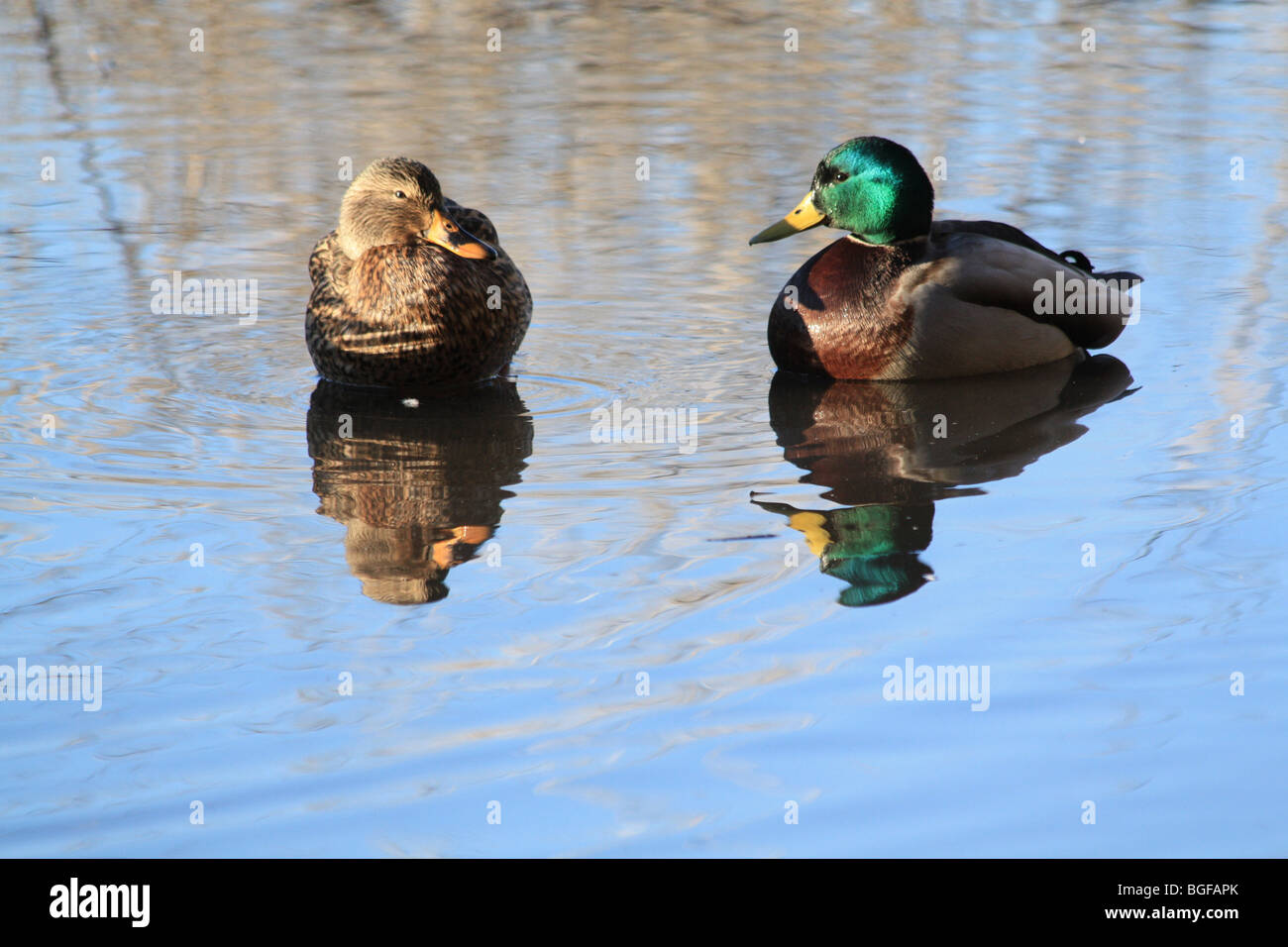Two male mallards hi-res stock photography and images - Alamy