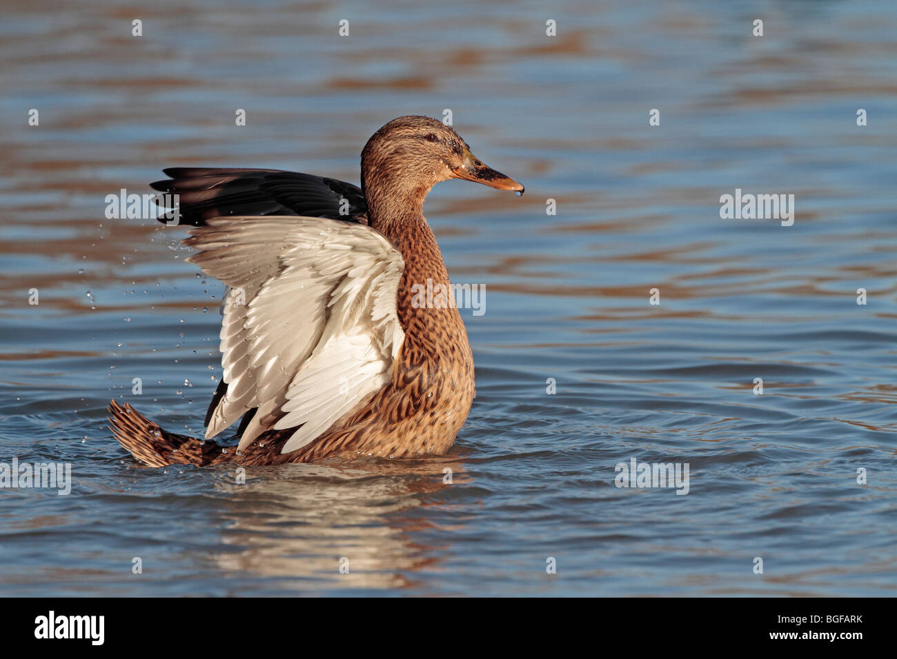 Female mallard duck hi-res stock photography and images - Alamy
