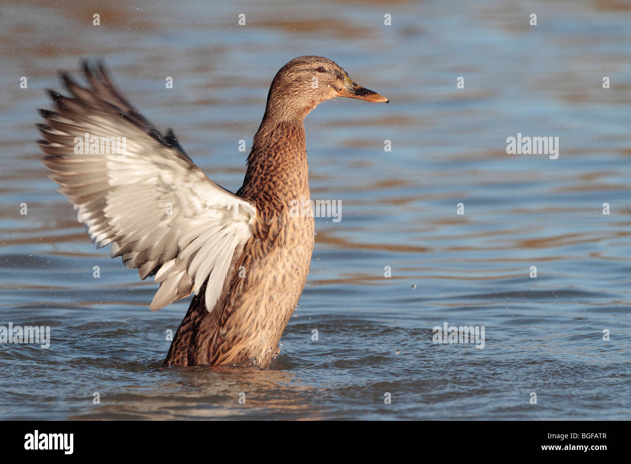 Female mallard duck flapping its wings Stock Photo - Alamy
