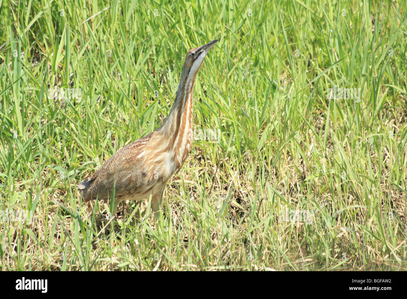 American Bittern in a grass field Stock Photo - Alamy