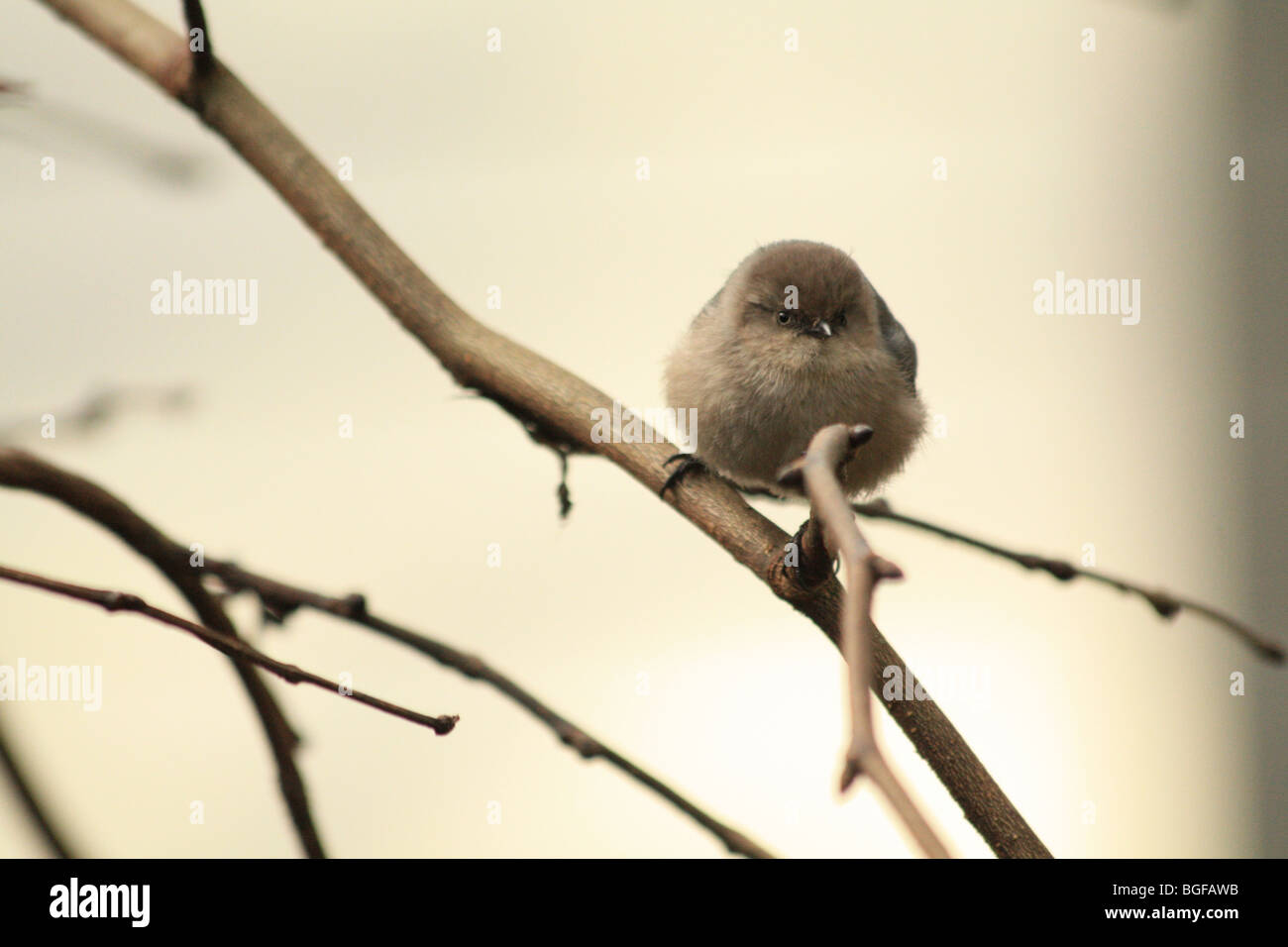 Bushtit on a tree branch Stock Photo - Alamy