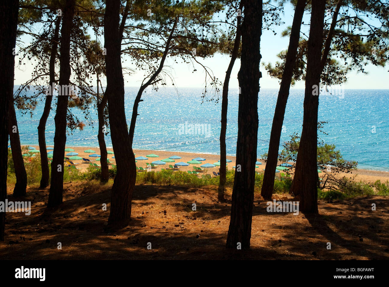 Pine trees at back of the beach at Skala on the Island of Kephalonia in ...