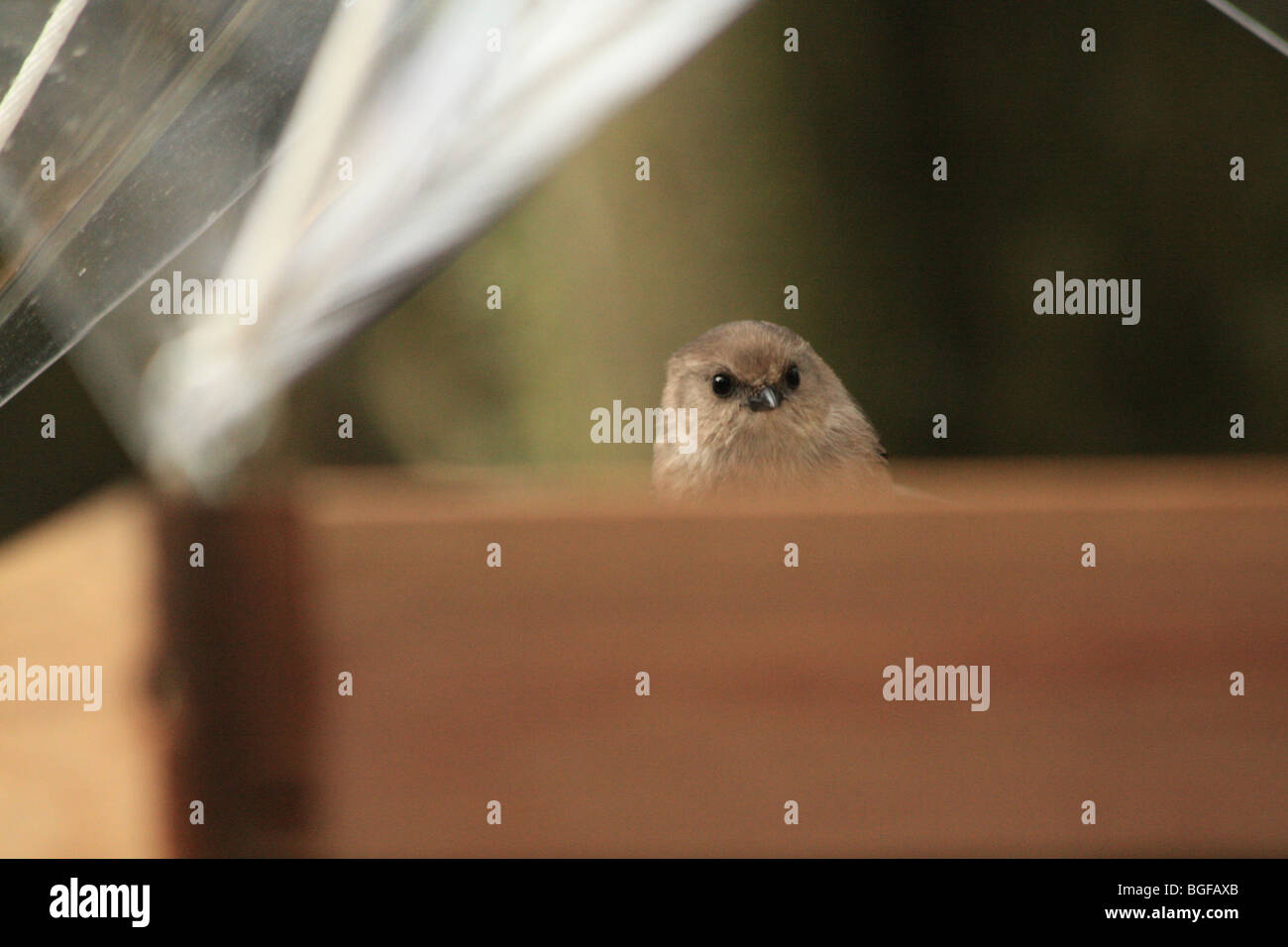 American bushtit hi-res stock photography and images - Alamy