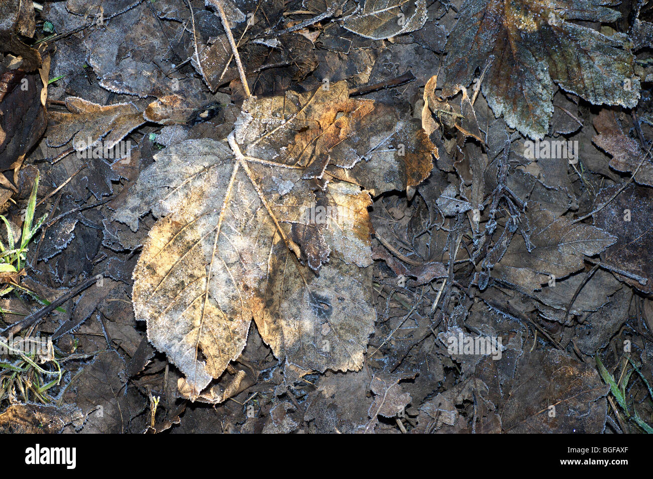 Rotting vegetation hi-res stock photography and images - Alamy
