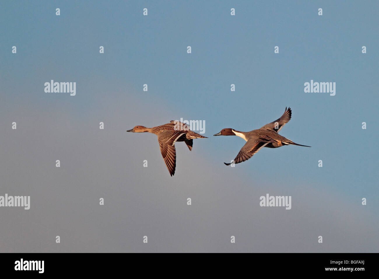 Northern pintail drake flight hi-res stock photography and images - Alamy