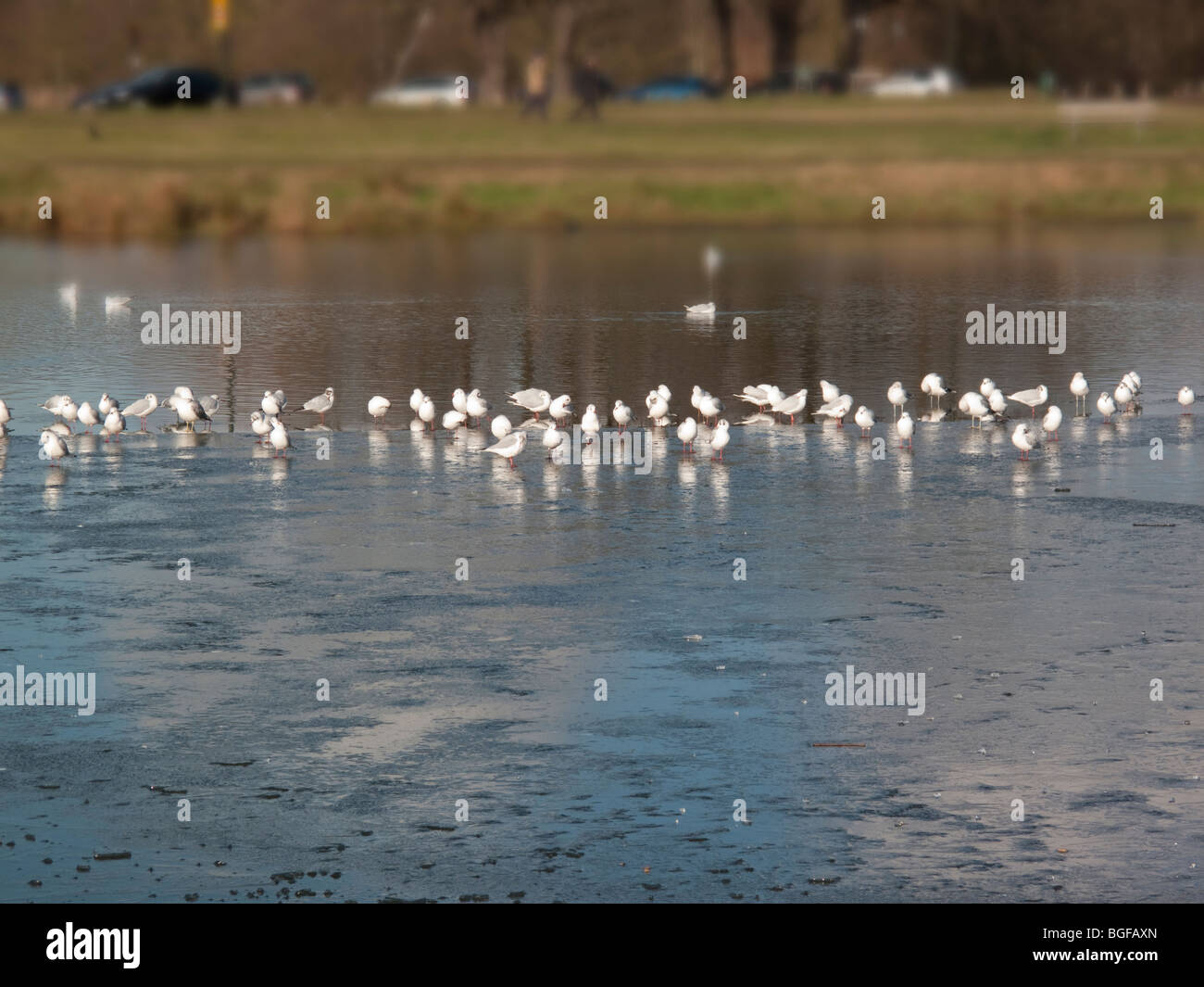Wimbledon common pond hi-res stock photography and images - Alamy