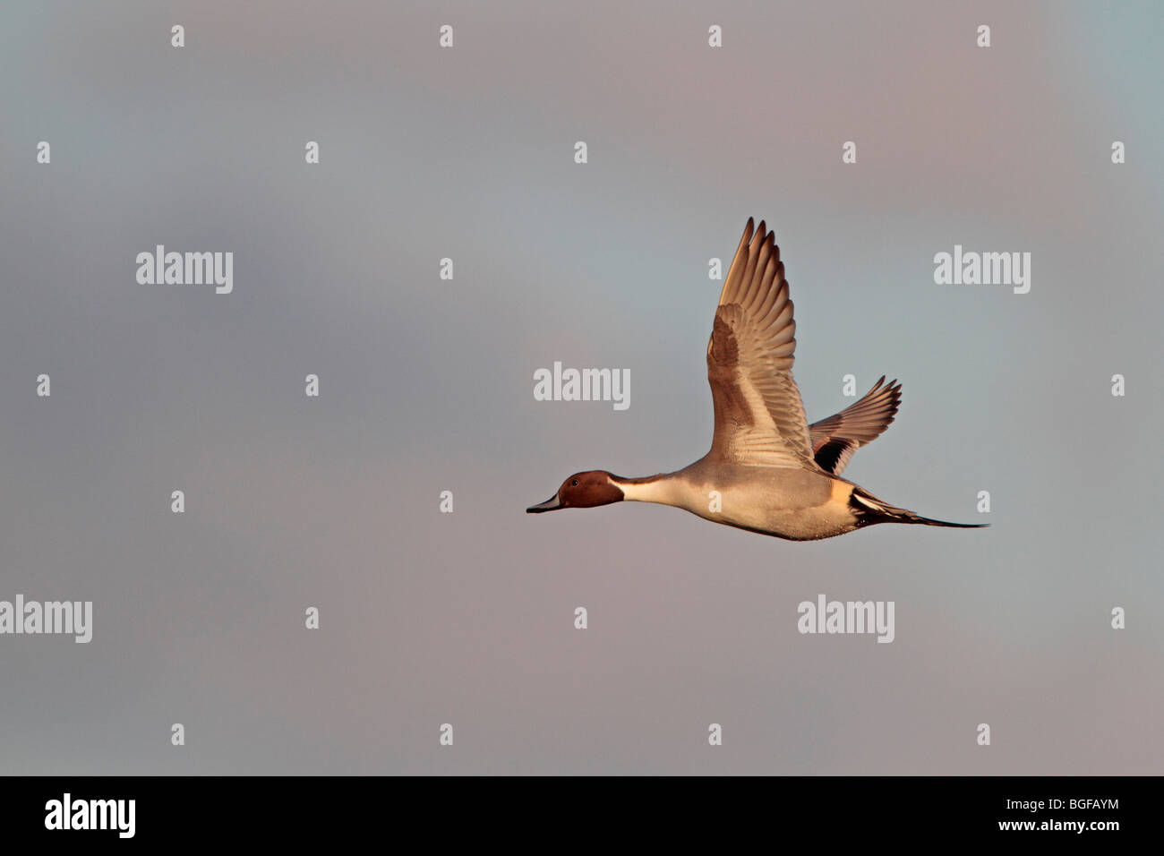 Pintail flight hi-res stock photography and images - Alamy