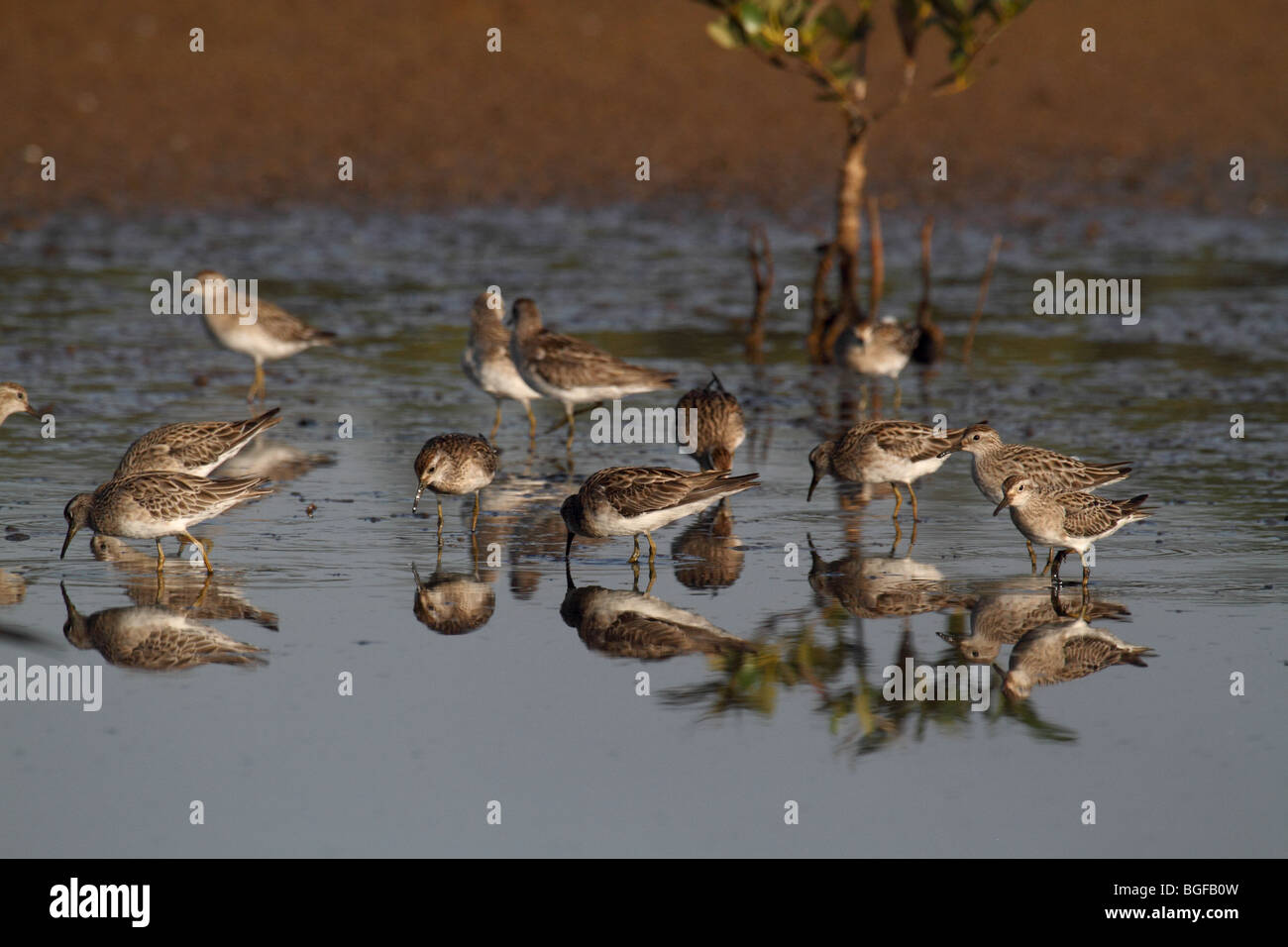 sharp-tailed sandpiper flock feeding Stock Photo - Alamy