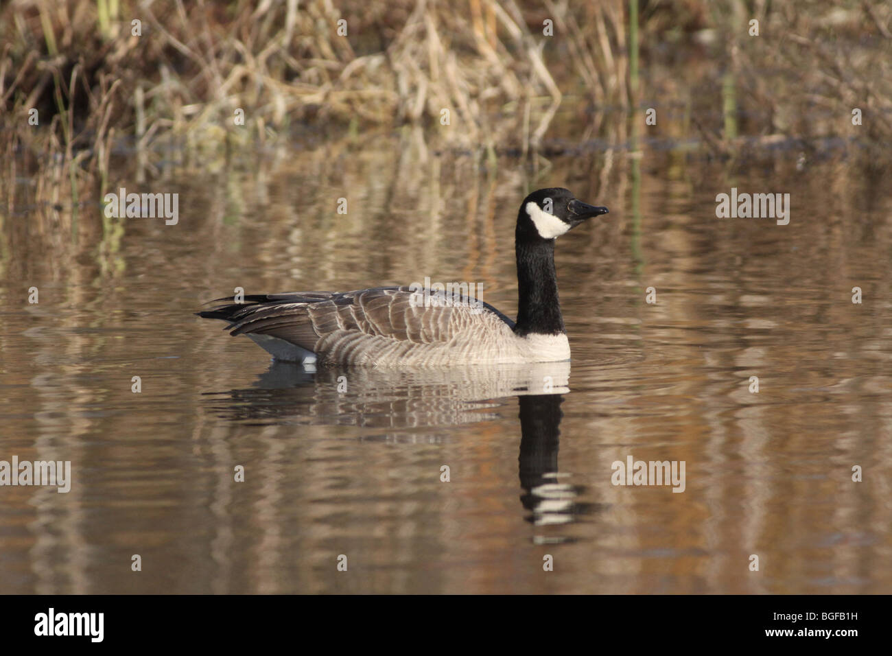 Canada Goose in an Oregon wetland Stock Photo - Alamy