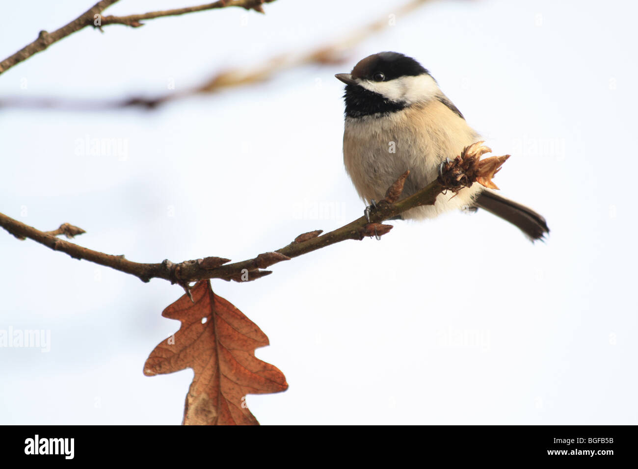 Black-capped Chickadee sitting on a branch Stock Photo - Alamy